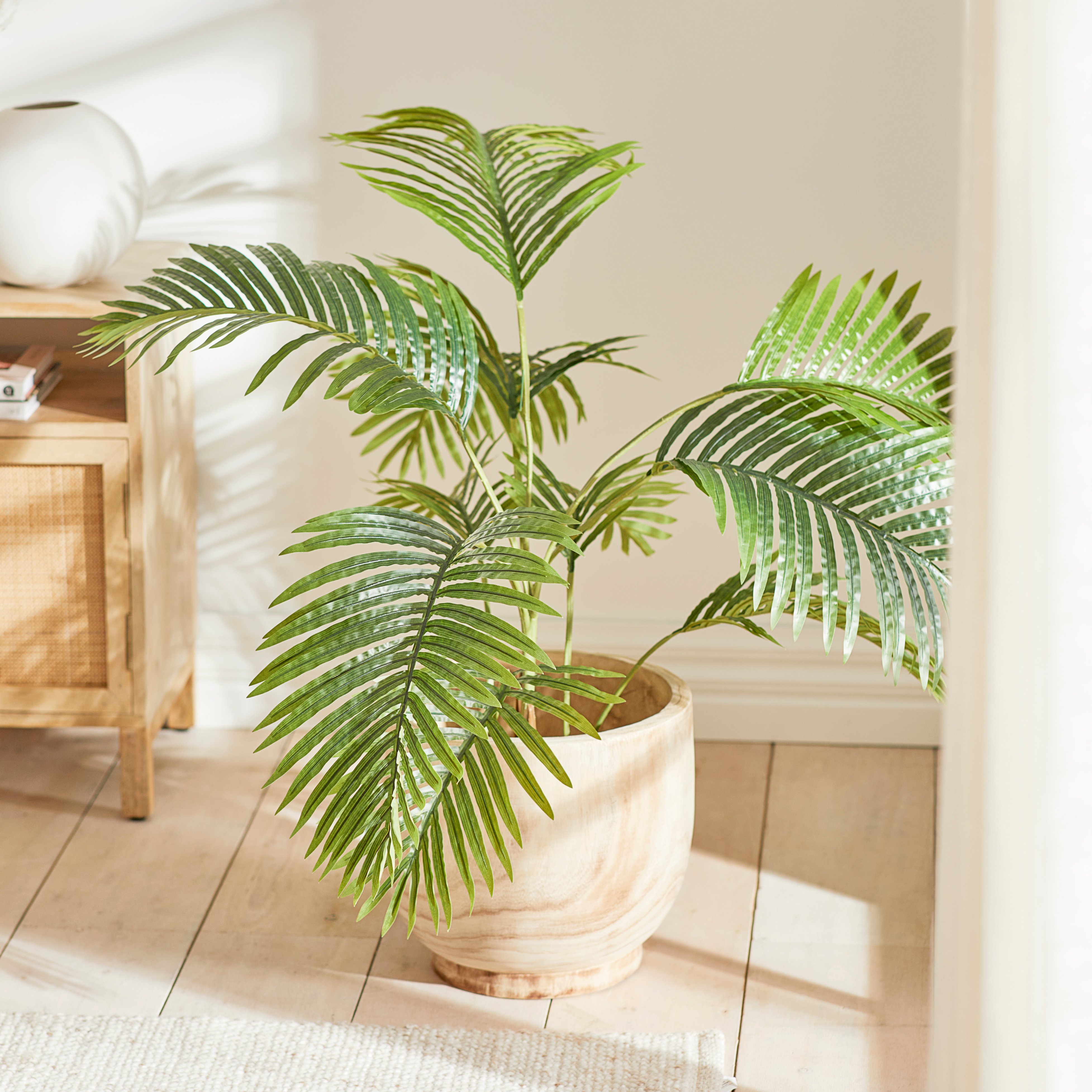Areca Palm Plant