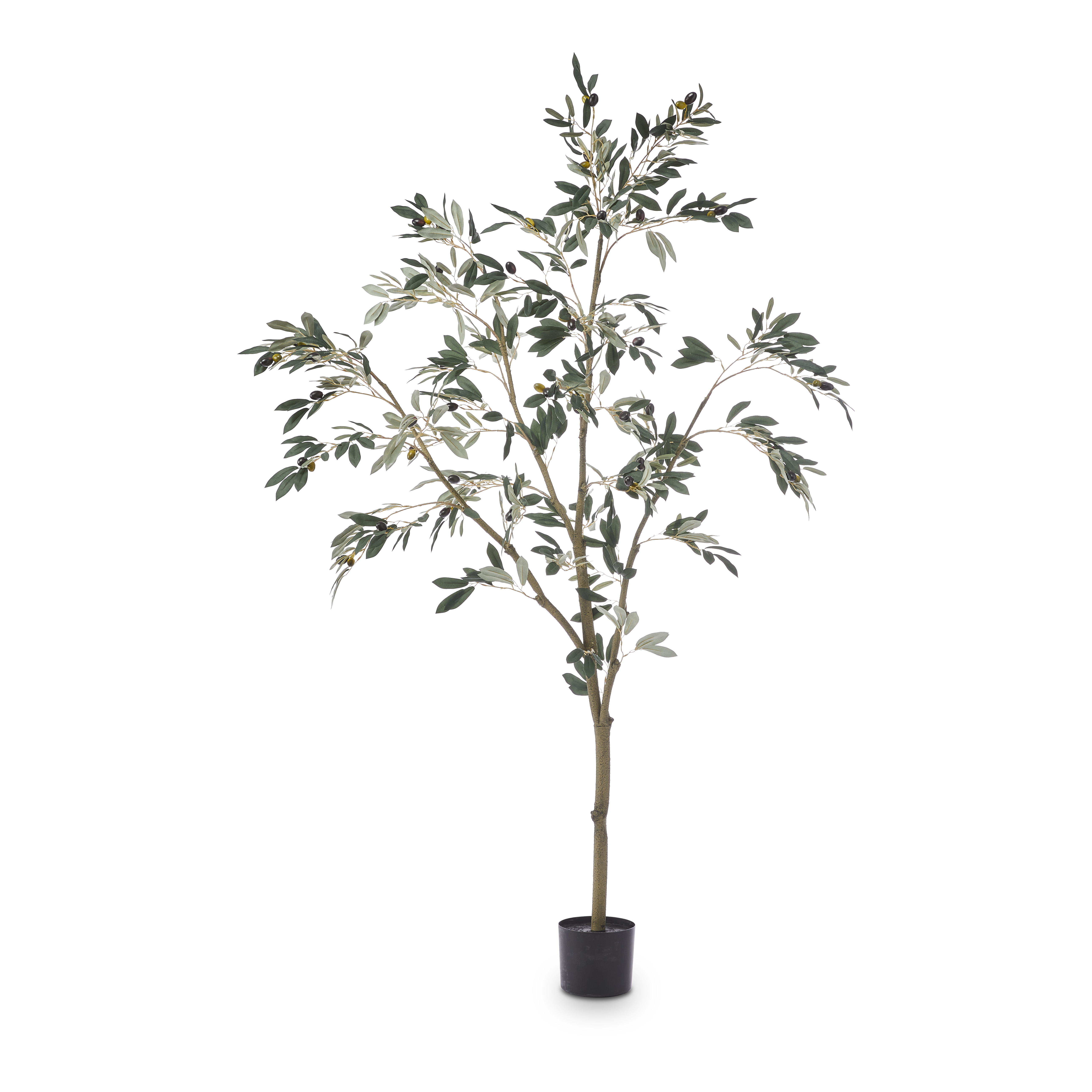 Potted Olive Tree | Plants and Stems | Adairs