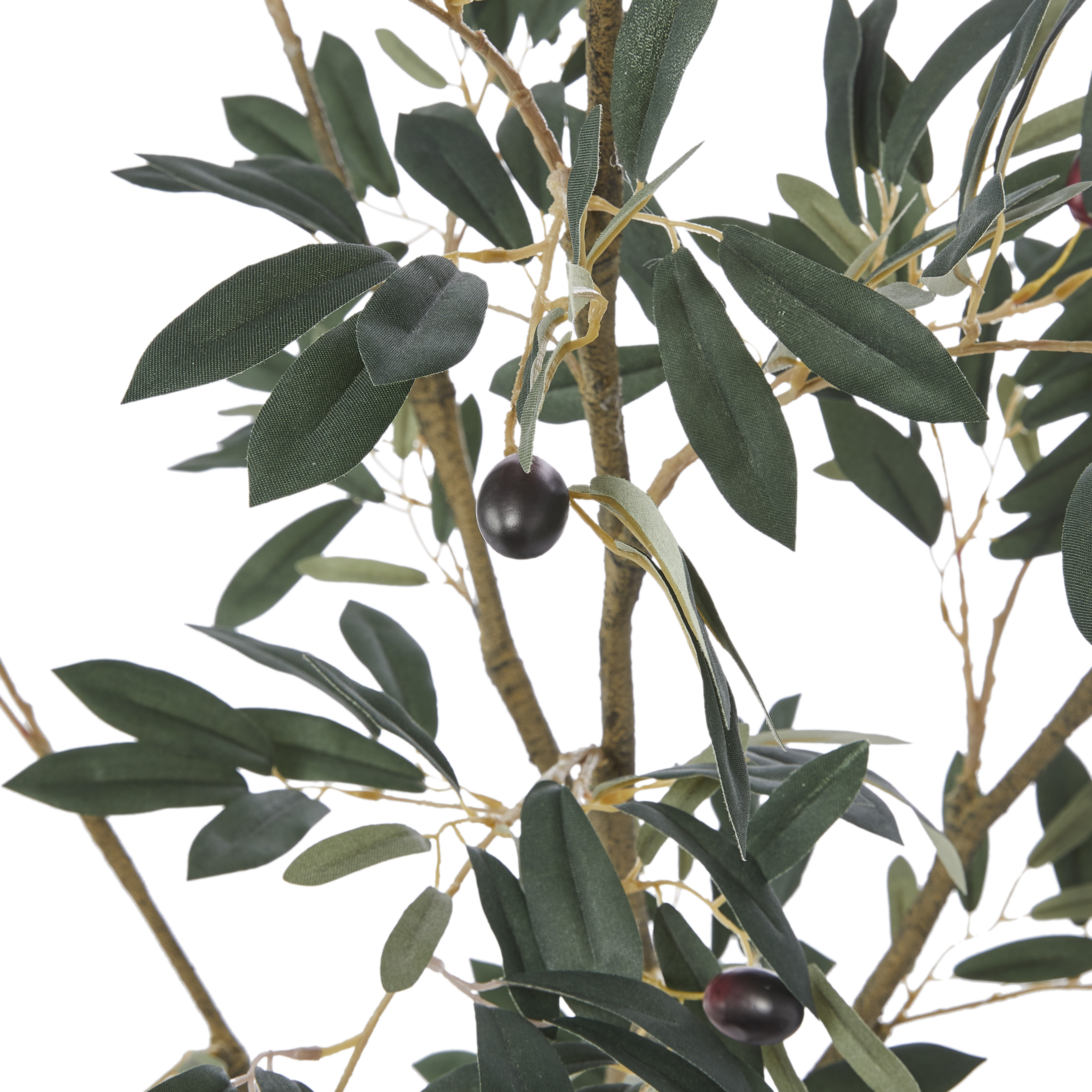 Potted Olive Tree | Adairs