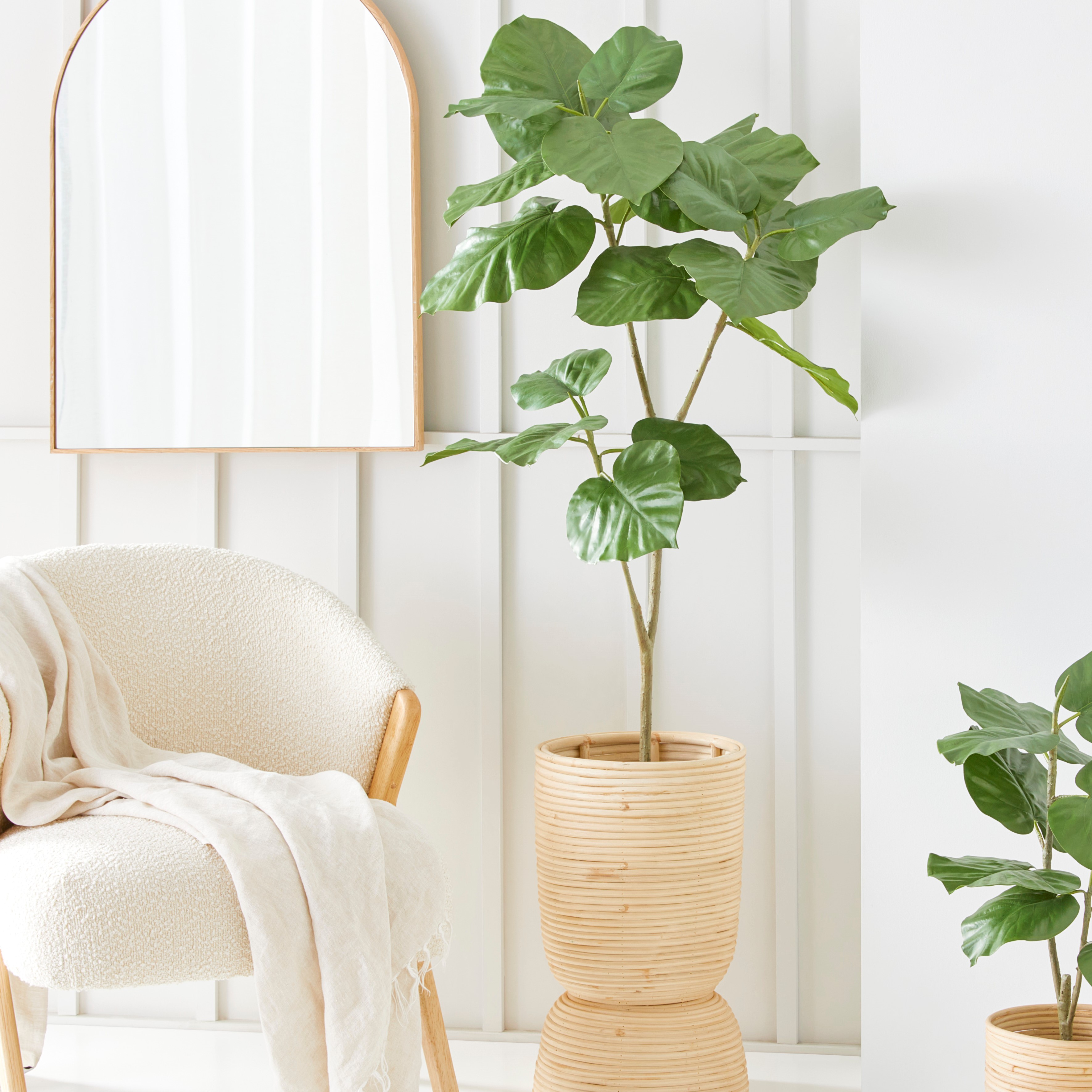 Potted 3 Stem Potted Ficus | Adairs