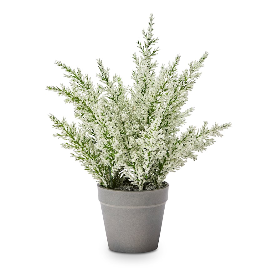 Flowering Heather Potted Plant | Adairs