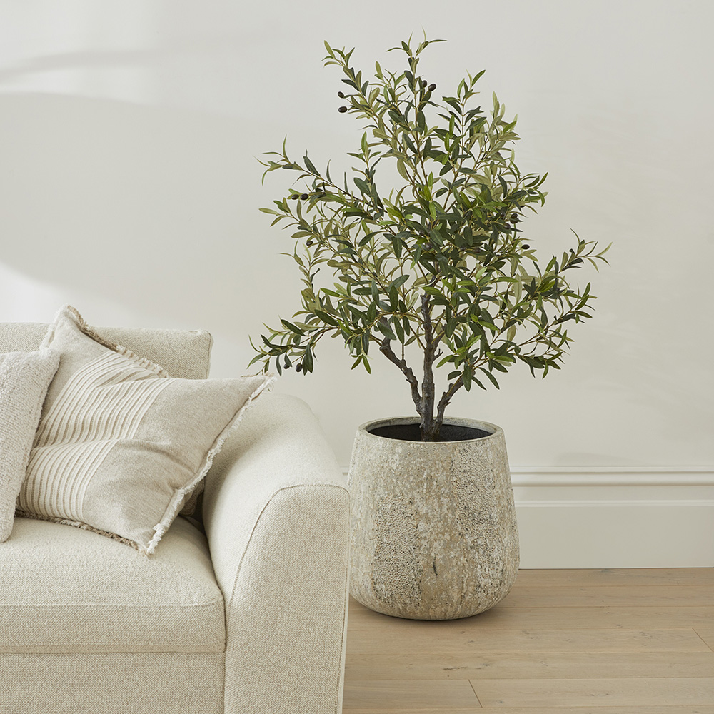 Potted Olive Tree | Plants and Stems | Adairs