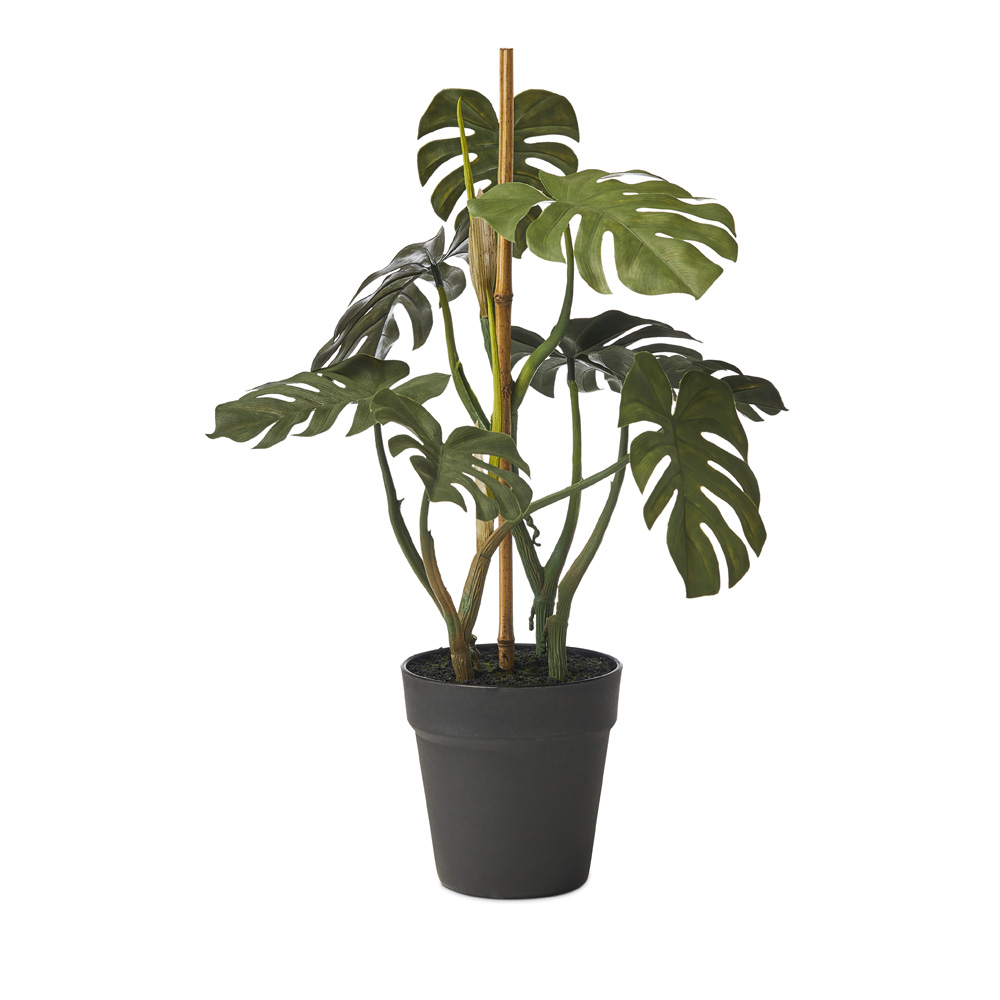 Staked Monstera 50cm | Adairs