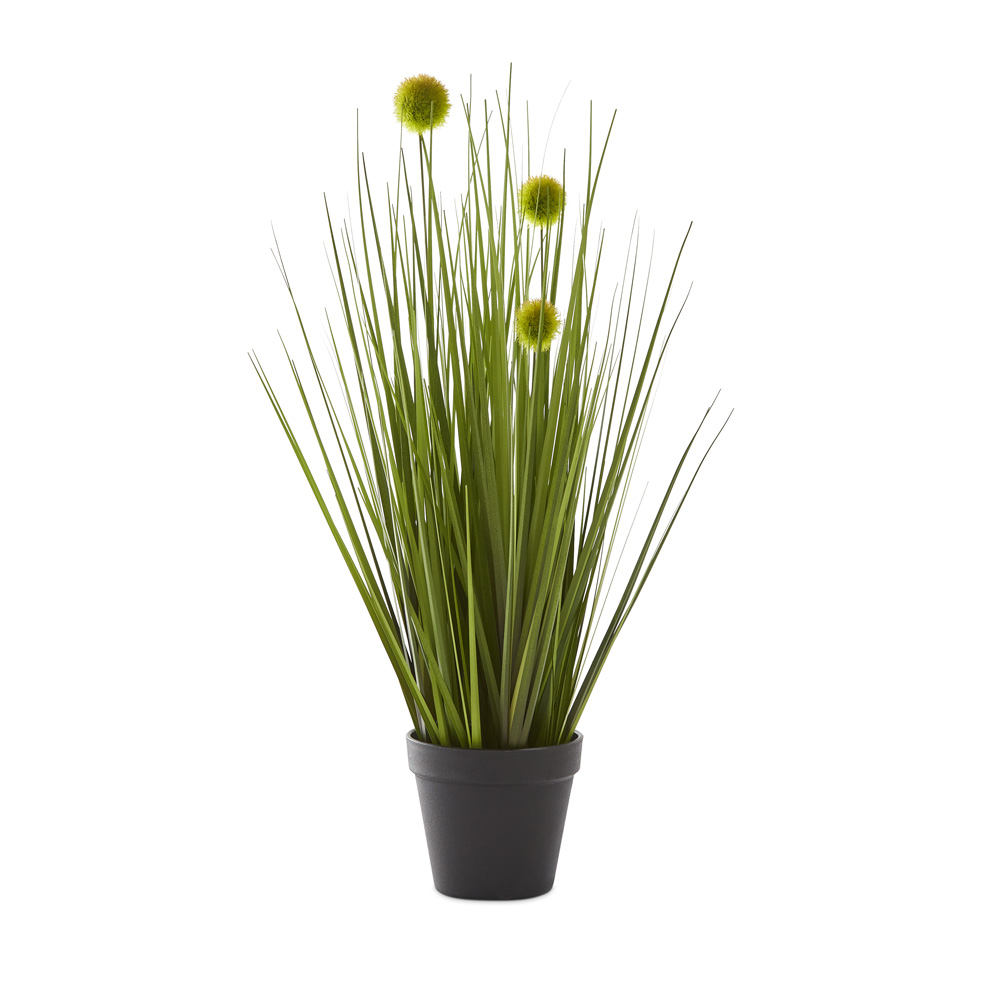Summer Green Pom Pom Grass | Adairs