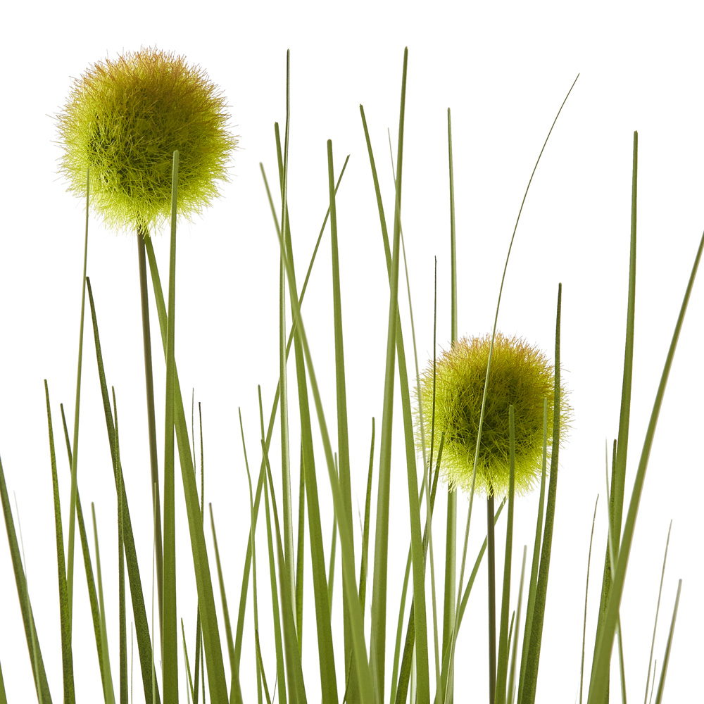 Summer Green Pom Pom Grass | Adairs