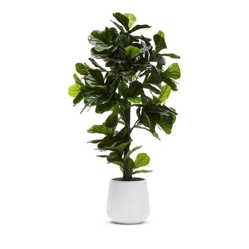 Fiddle Fig Potted Plant 190cm | Adairs