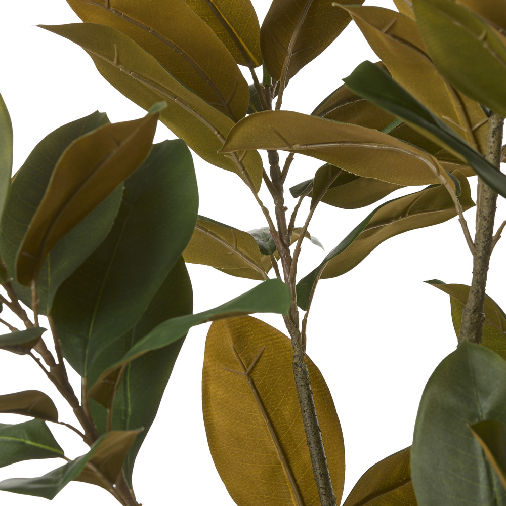 Potted Green Magnolia Tree 150cm | Adairs