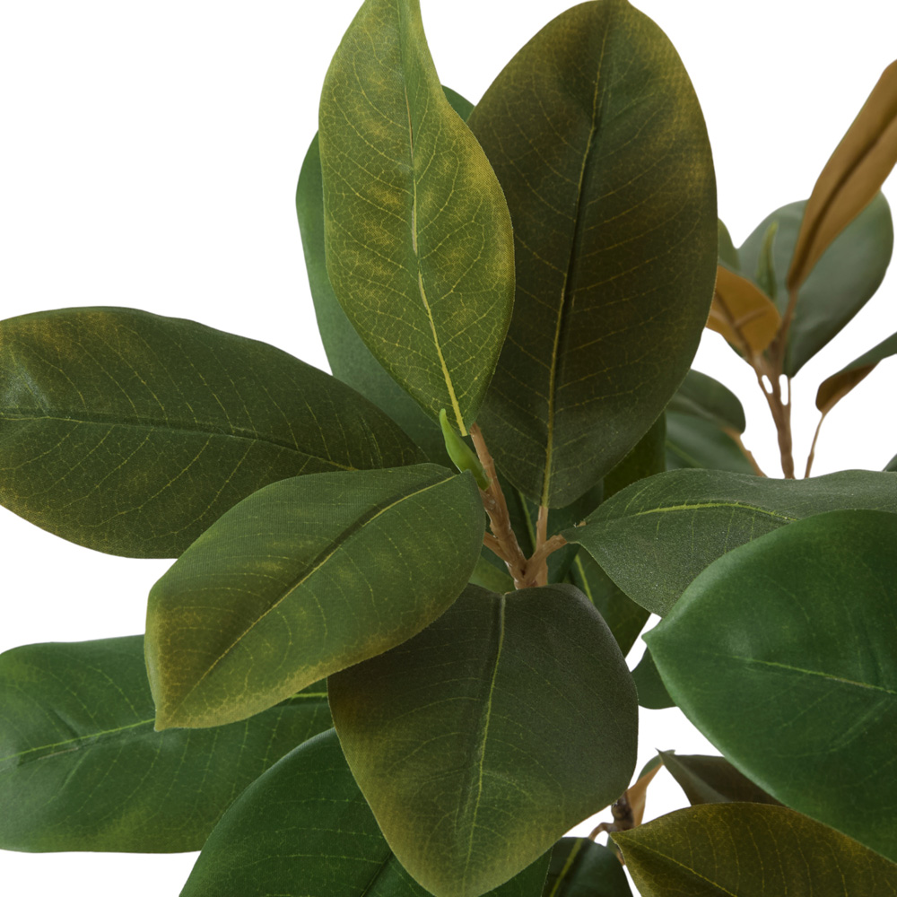 Potted Green Magnolia Tree 150cm | Adairs