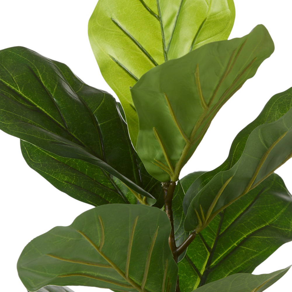 Fiddle Fig Potted Plant 50cm | Adairs