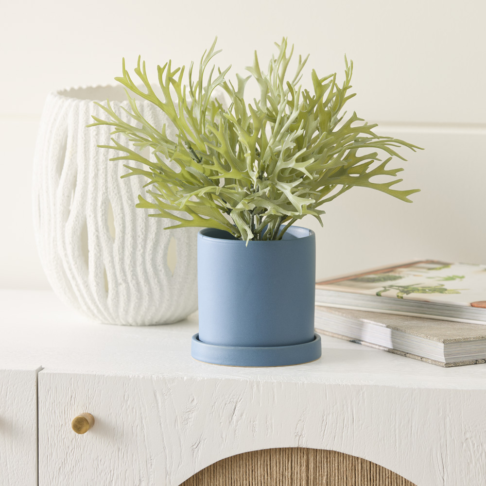 Silver Green & Blue Potted Staghorn | Adairs
