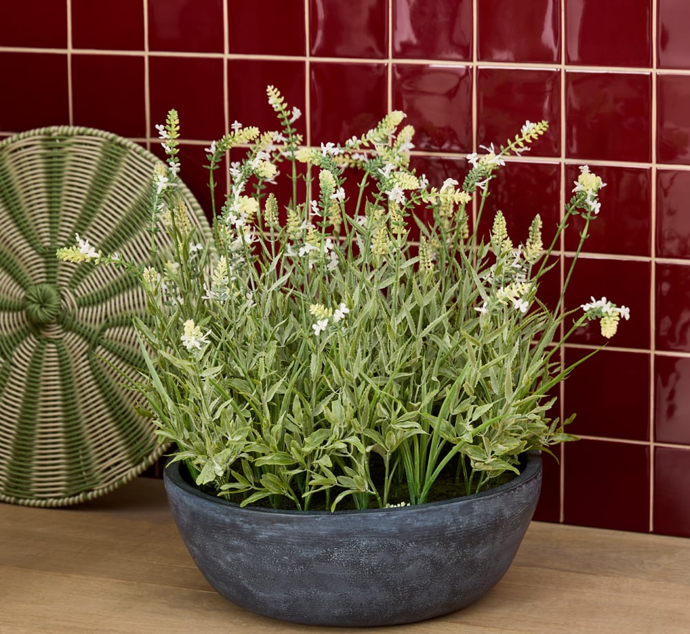 Potted Green Alba Lavender | Adairs