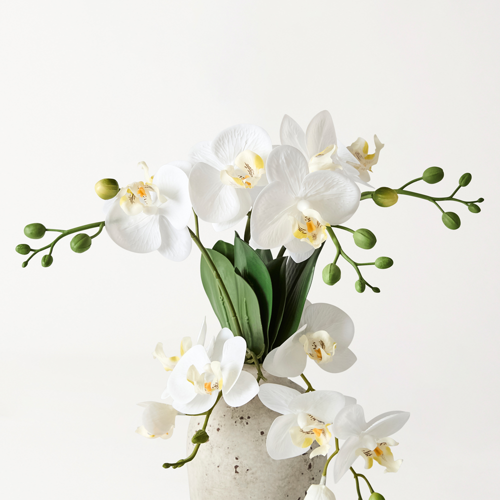 OFFLINE White Phalaenopsis 5 Spray in Ceramic Pot | Adairs