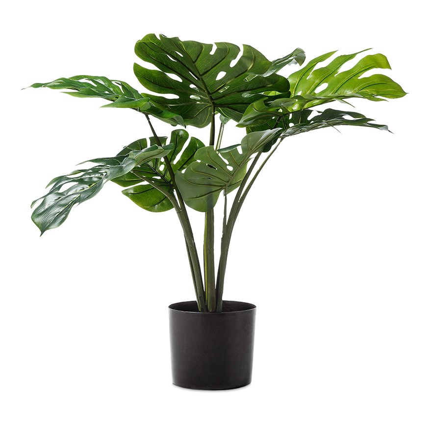 Monstera 2 Bunch Potted Plant 60cm | Adairs