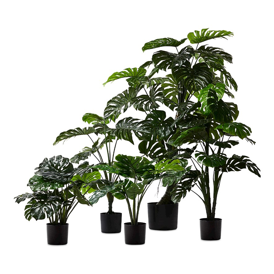 Monstera 1 Bunch Potted Plant 60cm | Adairs
