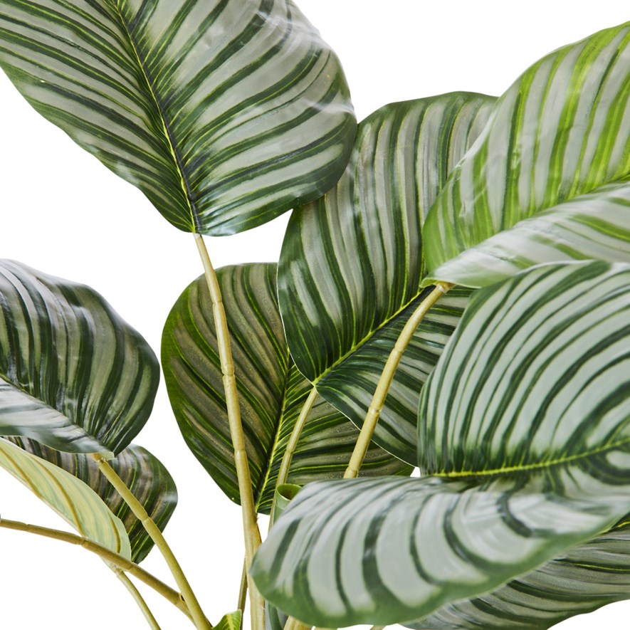 Calathea Potted Plant 60cm | Adairs