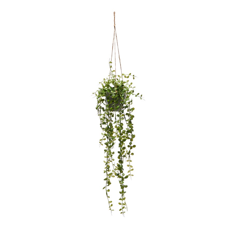 Ashton Hanging Small Coin Fern Green Plant | Adairs