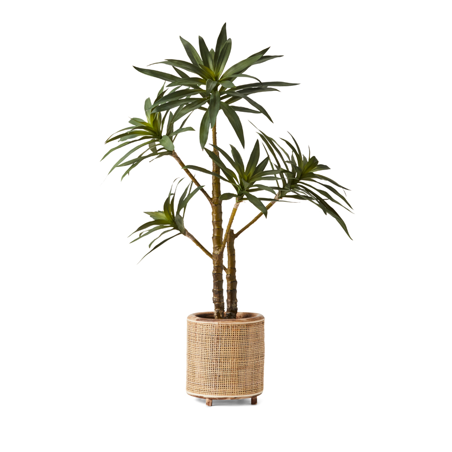 Evergreen 5 Stem Yucca Plant 90cm | Adairs