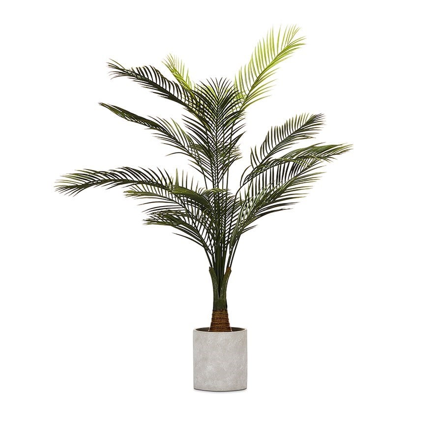 Evergreen Palm Tree Plant 177cm | Adairs