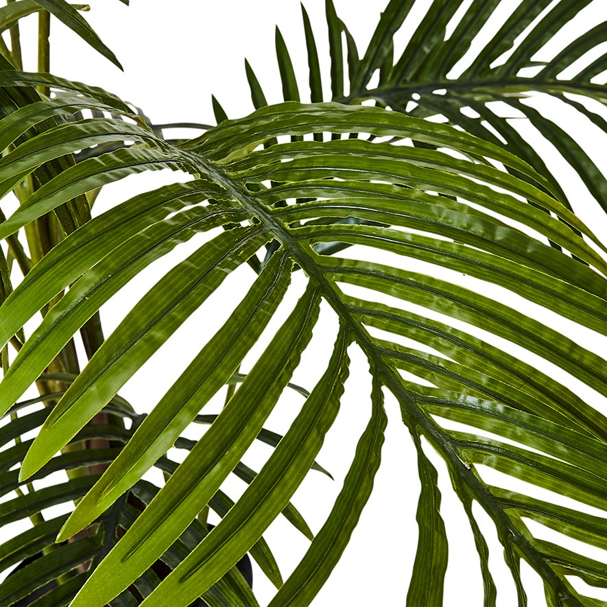 Evergreen Palm Tree Plant 177cm | Adairs