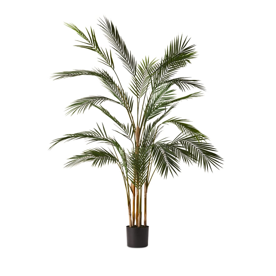 Evergreen Green Palm Tree | Adairs