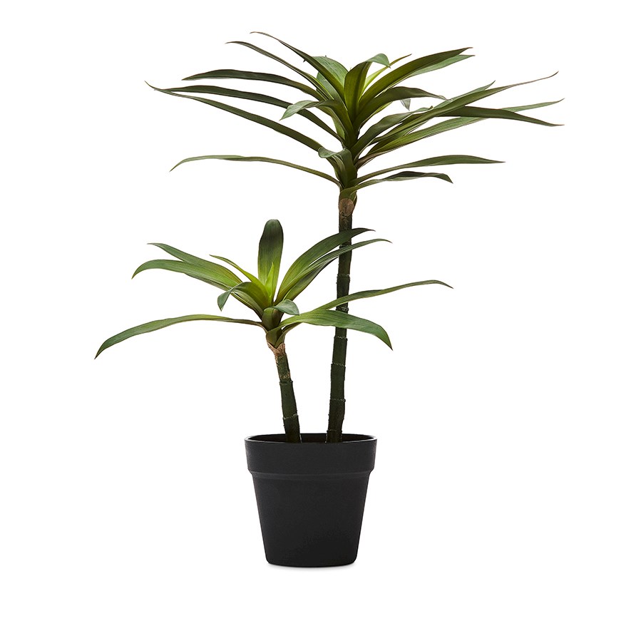 Yucca Small Evergreen Plant | Adairs