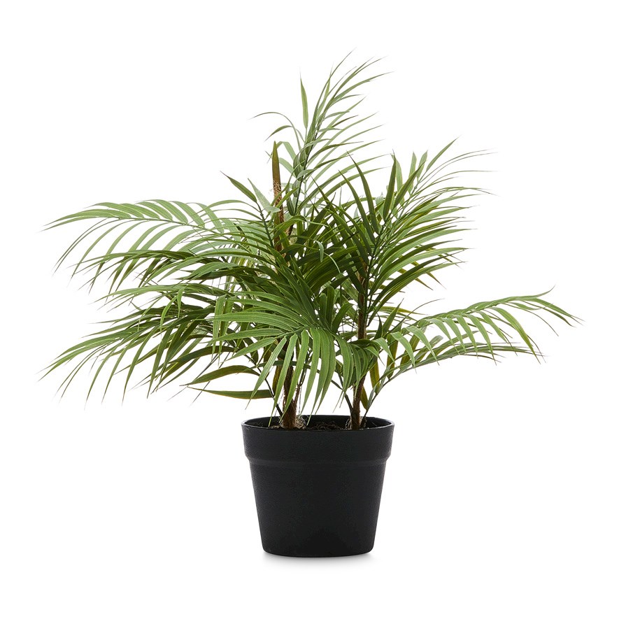 Potted Fern 50cm | Adairs