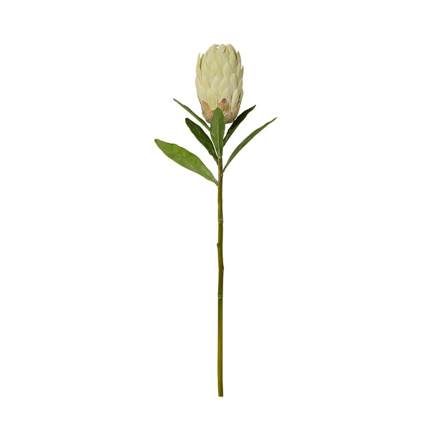 Home Republic - Native Green Princess Protea Stem | Adairs