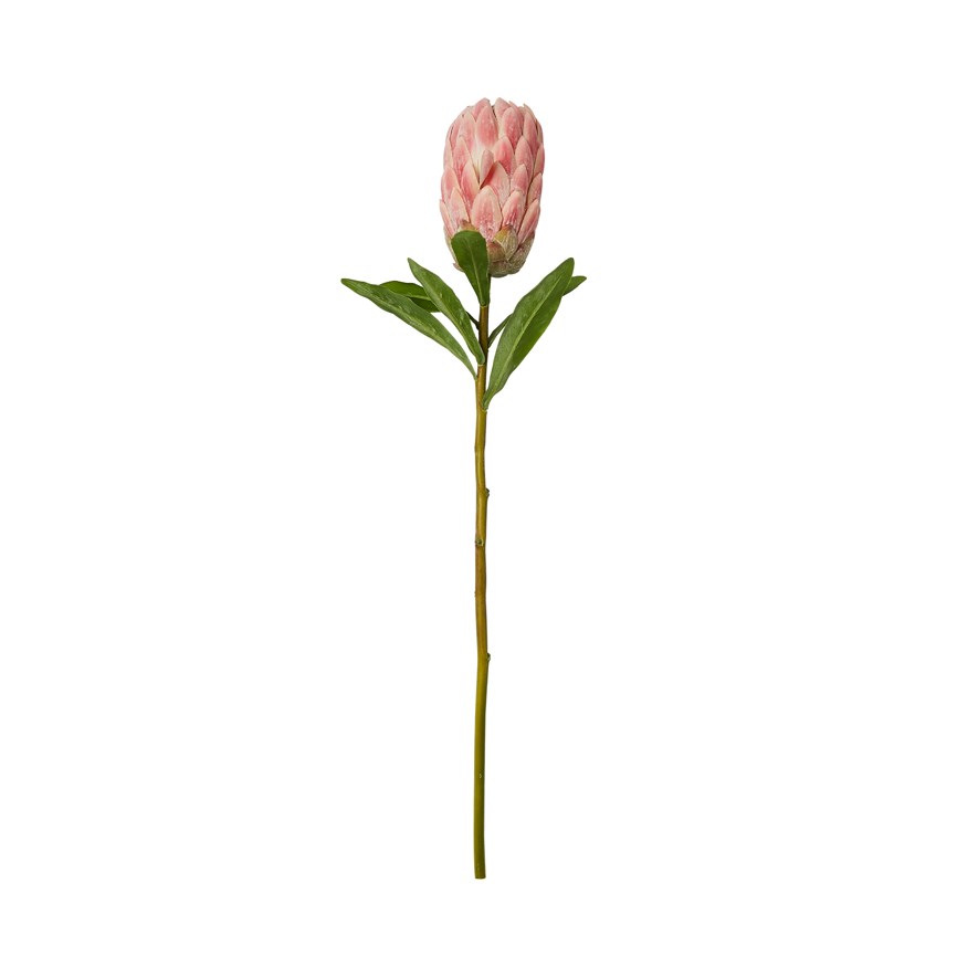 Native Pink Princess Protea Stem | Adairs
