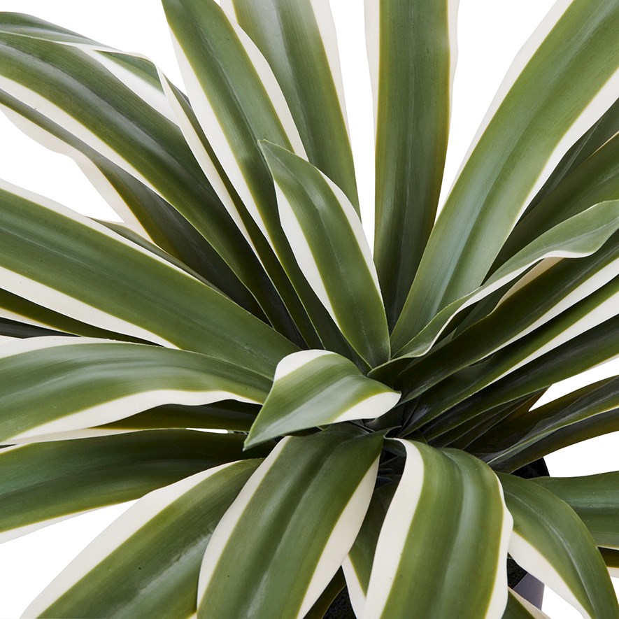 Home Republic - Variegated Green Agave Plant | Adairs