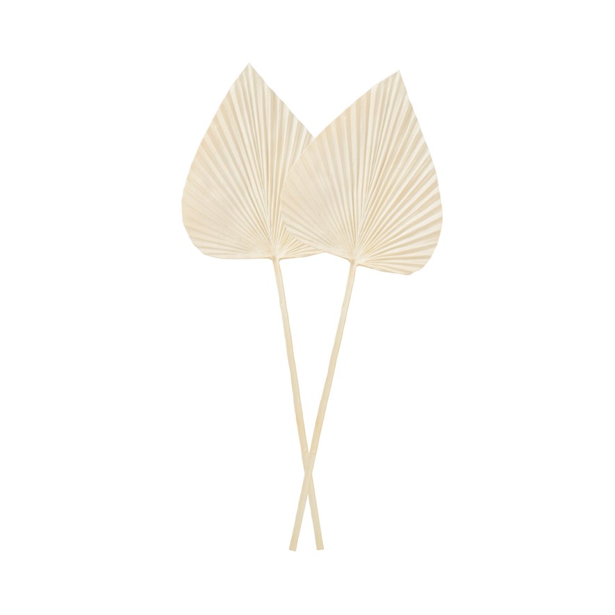 Home Republic - Winter White Fan Stem | Adairs