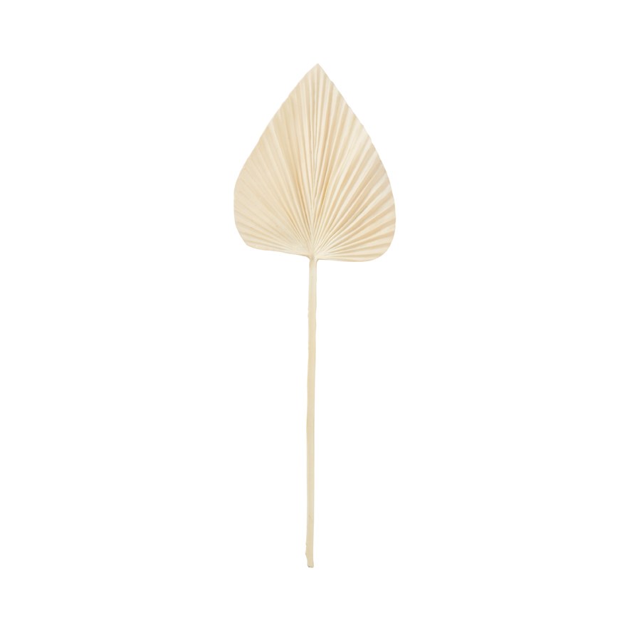 Home Republic - Winter White Fan Stem | Adairs