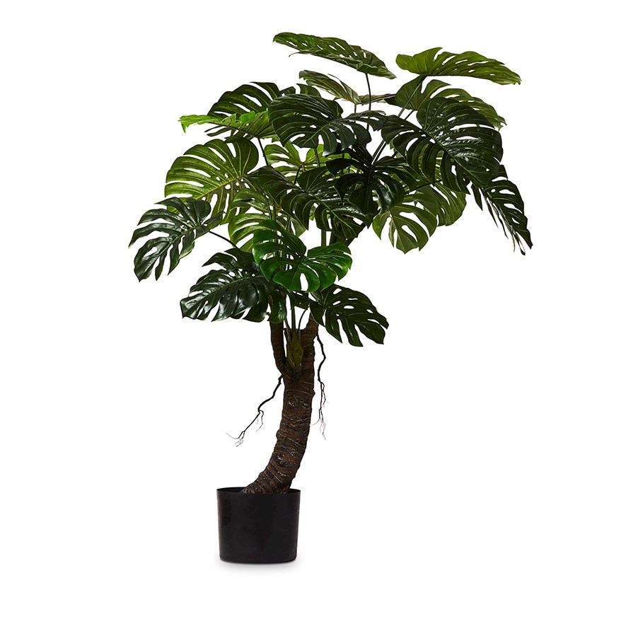 Home Republic - Monstera 1 Stem 150cm Potted Plant | Adairs