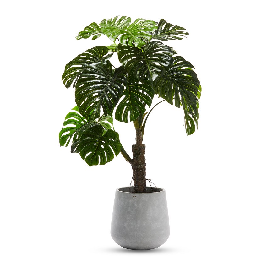 Home Republic - Monstera 1 Stem 150cm Potted Plant | Adairs