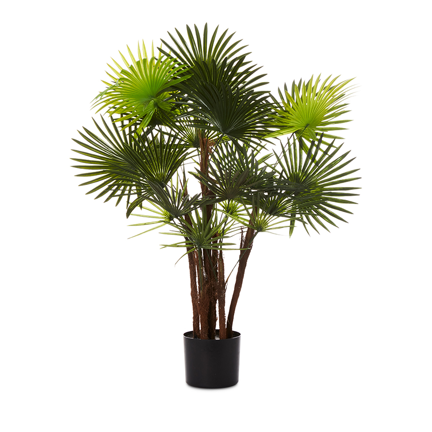 Home Republic - Fortunei Palm Potted Plant | Adairs