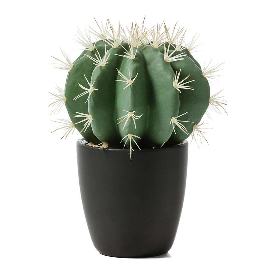 Home Republic - Cactii Collection Ball Cactus in Pot | Adairs