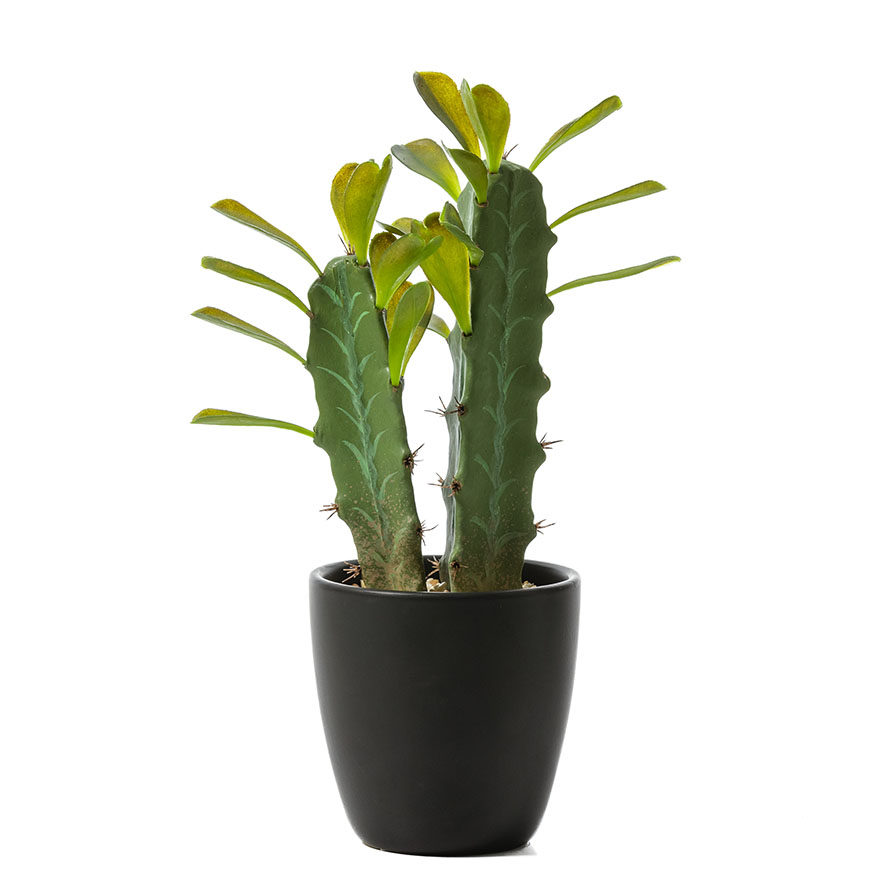 Home Republic - Cactii Collection Cactus With Leaves in Pot | Adairs