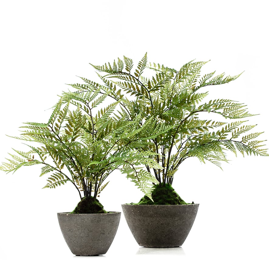 Home Republic - Kyoto Fern | Adairs