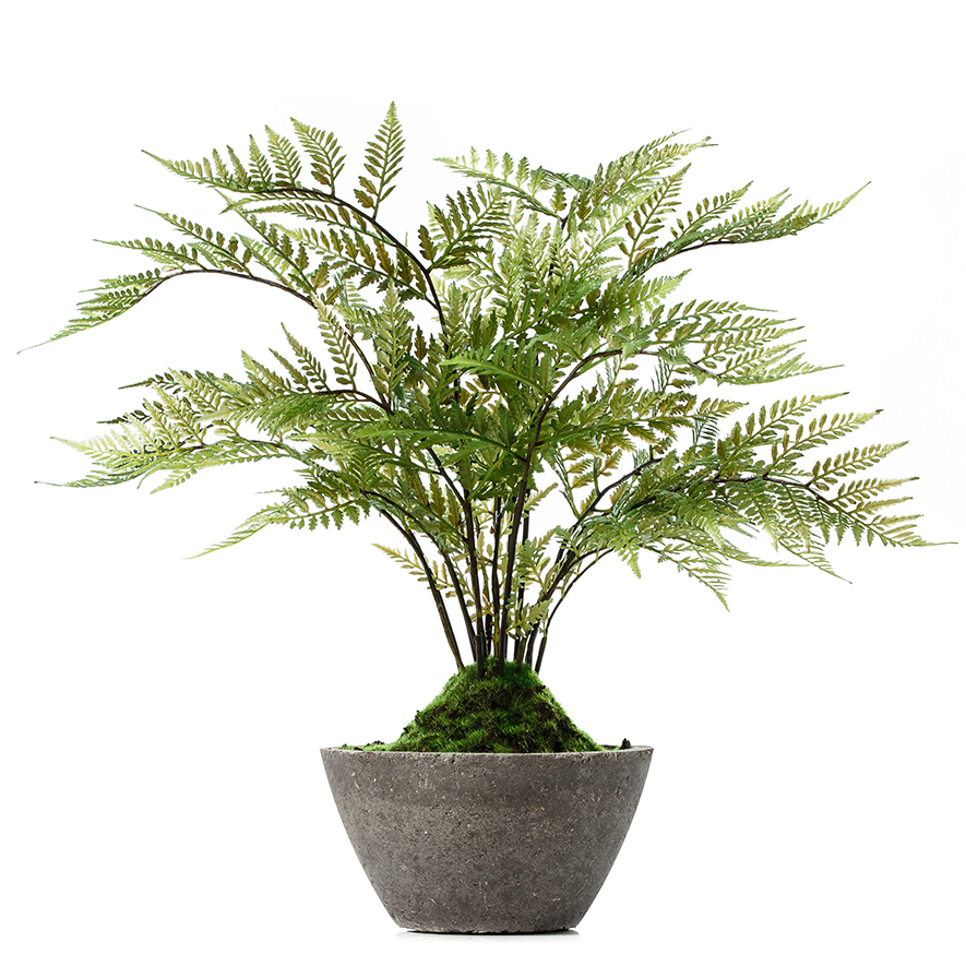 Home Republic - Kyoto Fern | Adairs