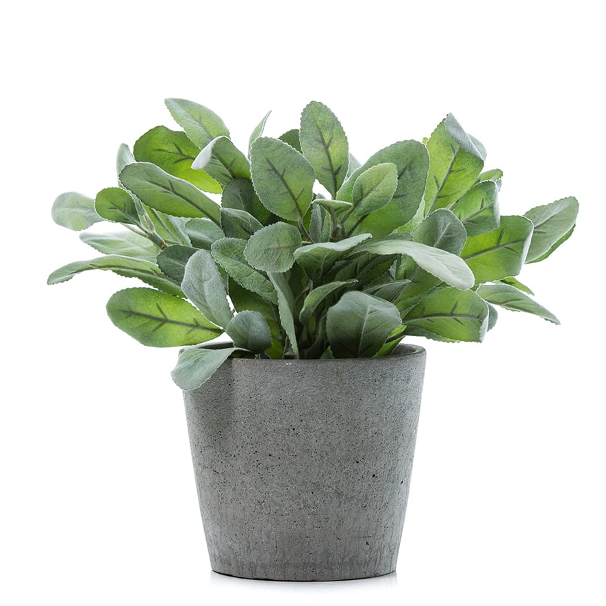Potted Sage