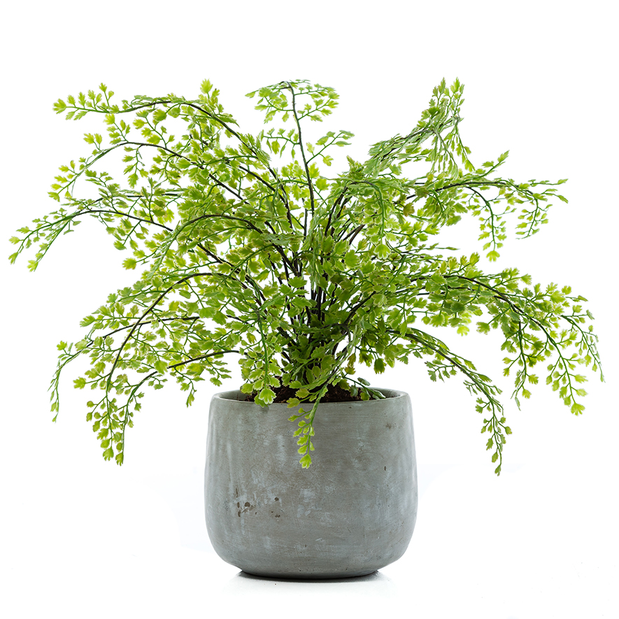 Home Republic - Maiden Hair Fern | Adairs