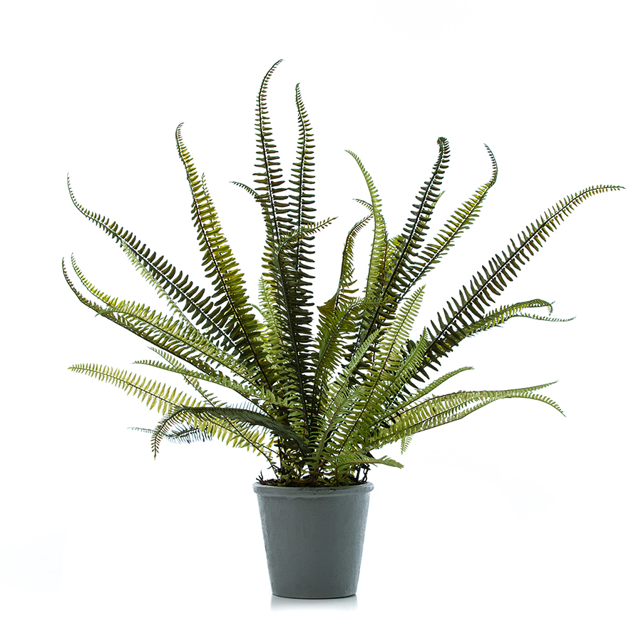 Canning Plant Fish Bone Fern | Adairs