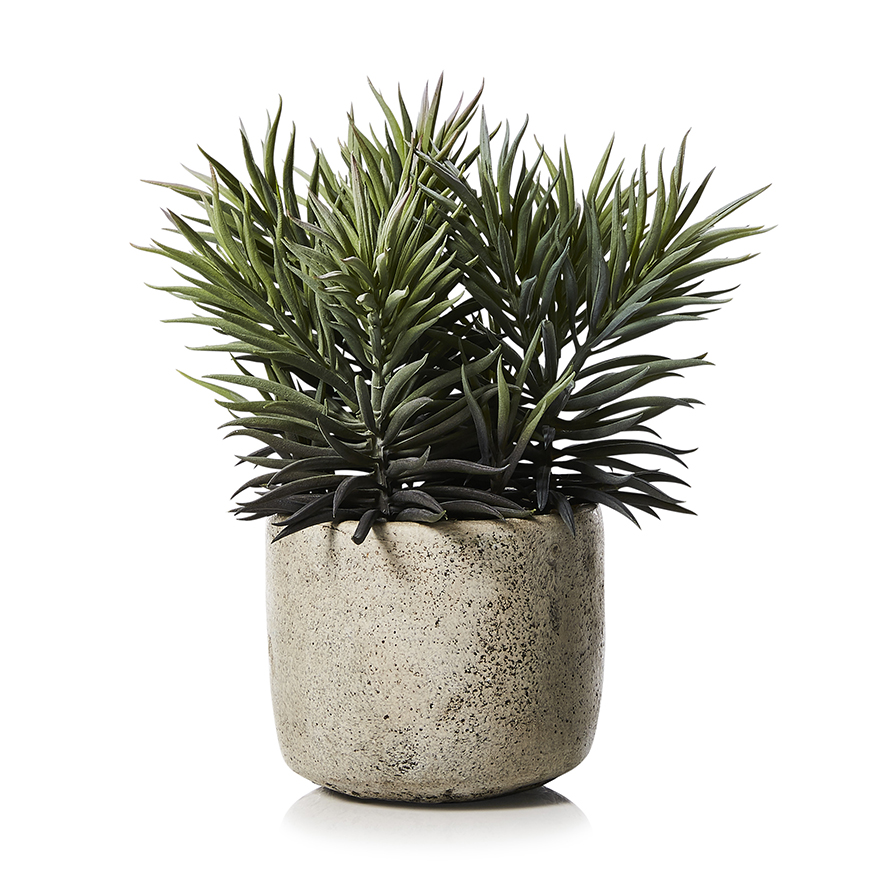 Canning Plant Spikey Fern | Adairs