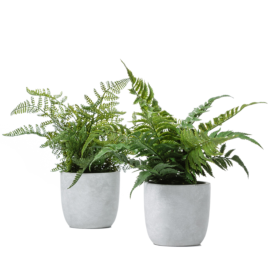 Home Republic - Lennox Potted Fern Fishbone | Adairs