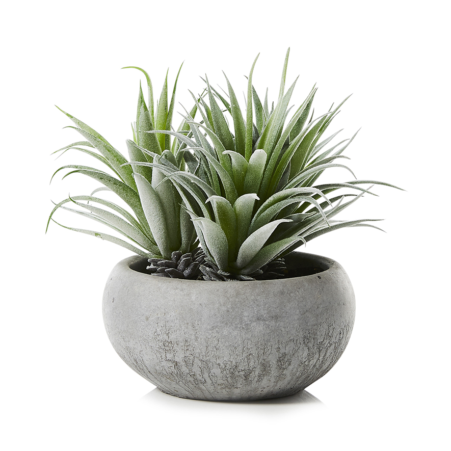 Home Republic - Potted Agave | Adairs