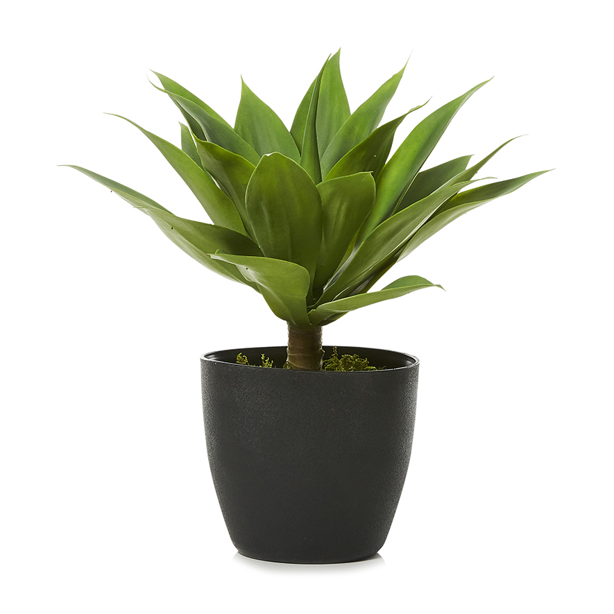 Home Republic - Botanical Aloe Plant | Adairs