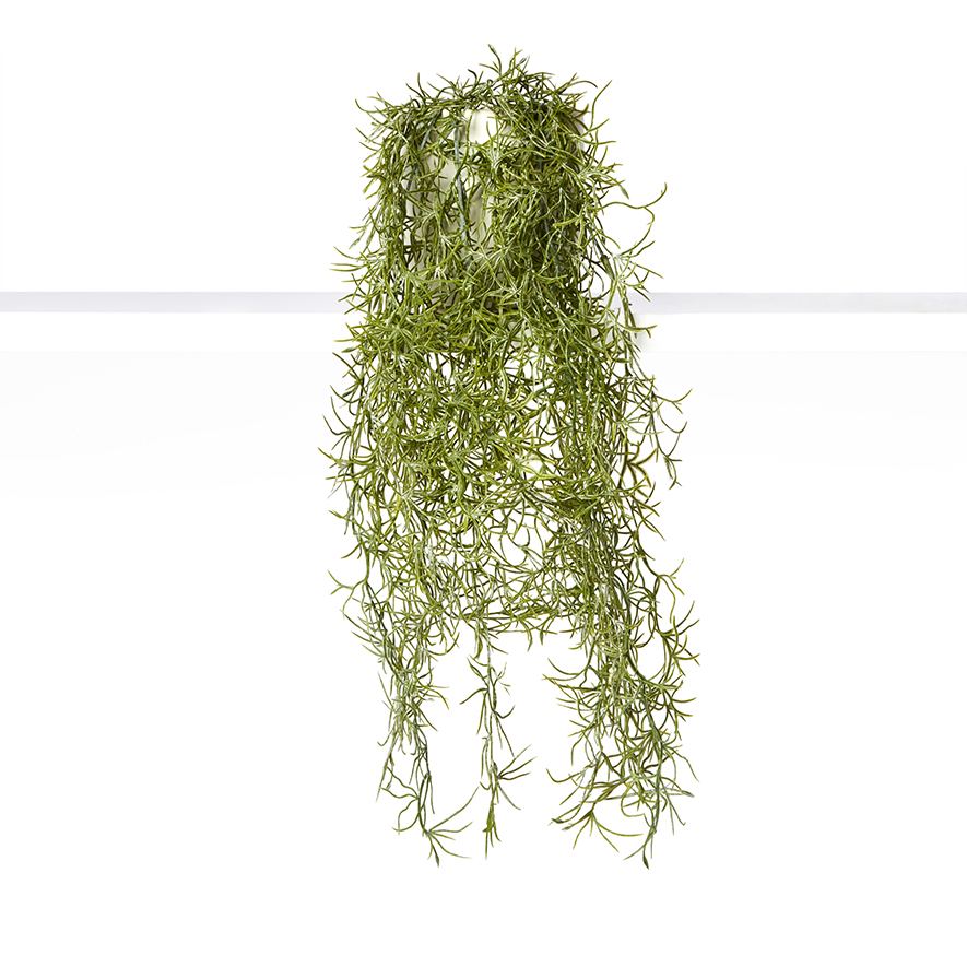 Home Republic - Glebe Hanging Pot Feather Fern | Adairs