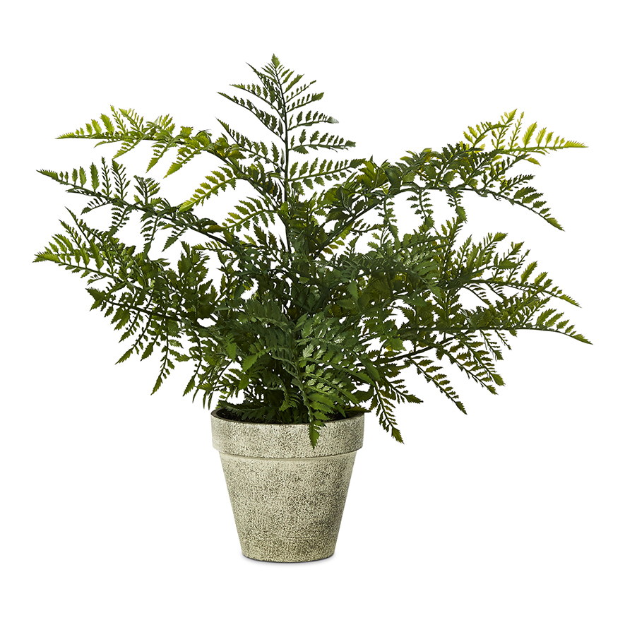 Home Republic - Astoria Potted Plant Fishbone Fern | Adairs