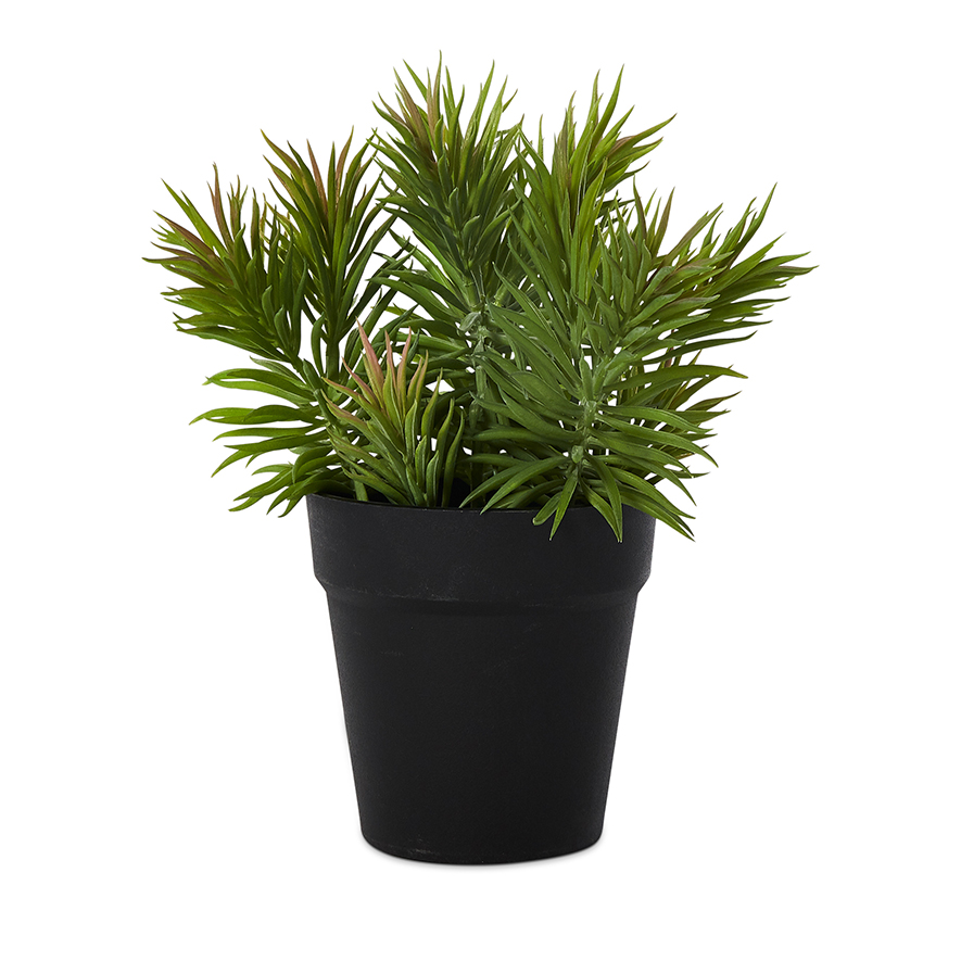 Home Republic - Astoria Potted Plant Spikey Fern | Adairs