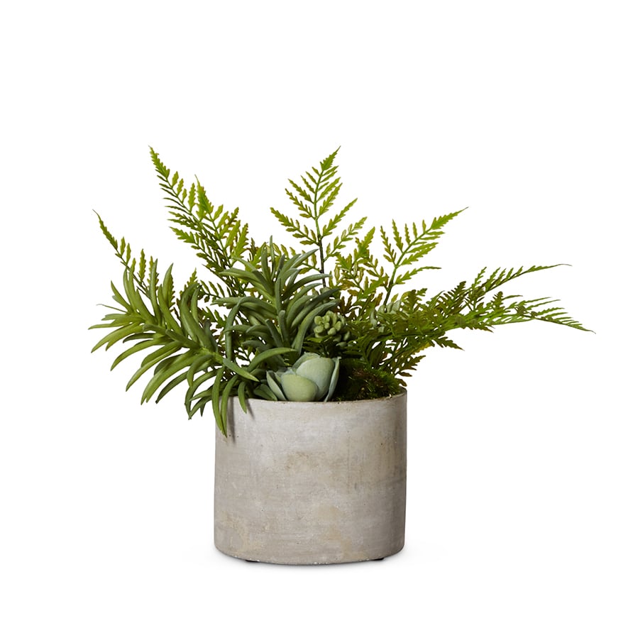 Home Republic - Tulum Succulent Fern | Adairs