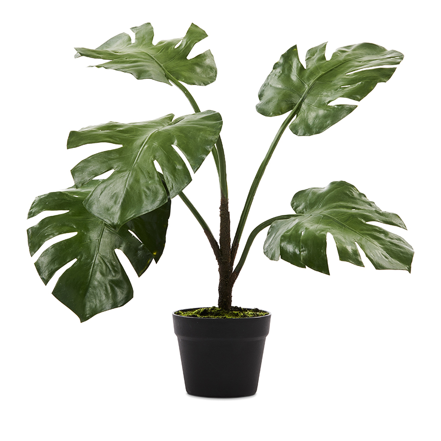 Home Republic - Botanical Plant Monstera | Adairs
